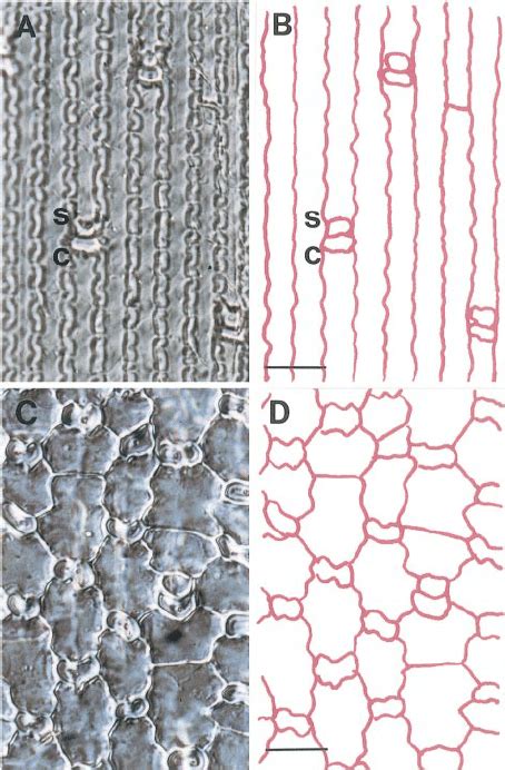 Epidermal Cell Configuration Of The Fourth Internode In The Wild Type