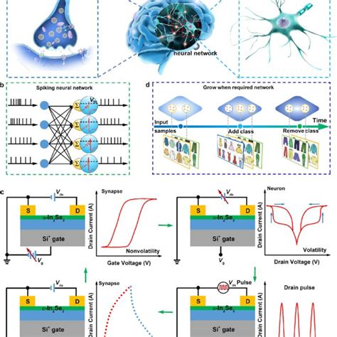 The Reconfigurable Device Concept A Human Brain Is Composed Of 10