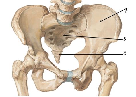 Visual Lab Outline 15 Pelvic Skeletal Anatomy Anal And Urogenital Triangles Flashcards Quizlet