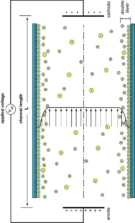 1 Schematic Showing Electroosmotic Flow Induced By An Applied Electric