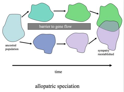 Chapter Speciation Flashcards Quizlet