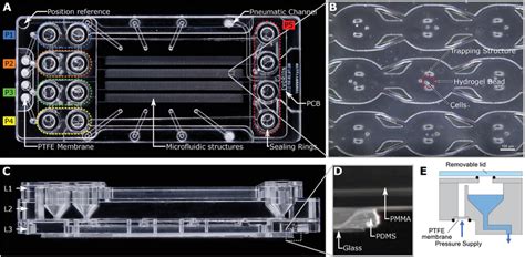 Microfluidic Cartridge Acting As Macro‐to‐micro Interface A Top View Download Scientific