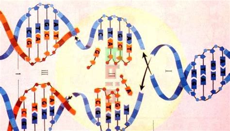 Dna复制中若出现错误 对生物就有害 为什么不对 百度经验