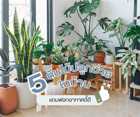 English Cottage คืออะไร แตกต่างจากบ้านสไตล์อื่นอย่างไร Live Love