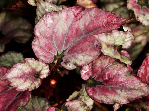 Types Of Wax Begonia In Depth Guide On Varieties And Uses Foliage Friend Learn About Types Of Wax Begonia In Depth Guide On Varieties And Uses Foliage Friend Learn About