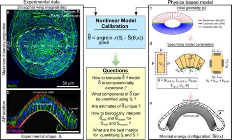 Alexander Dowling On Linkedin Reverse Engineering Morphogenesis Through Bayesian Optimization Of