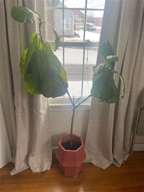 Whats Wrong With My Fiddle Rplantclinic