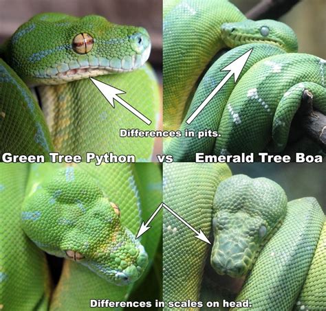 Green Tree Python Teeth