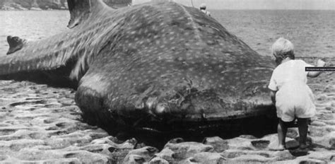 Девочка и Китовая акула китовая акула старое фото акула фото