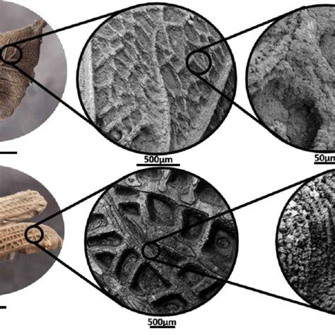 3d Printed Replica Of A Hierarchically Porous Leaf A And Insect Wing