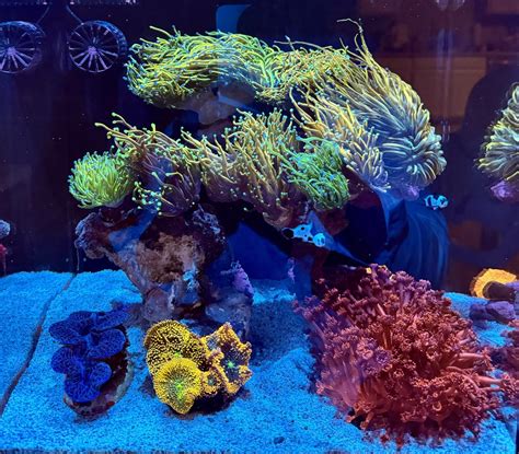 Nano Build Reef Showcase Show Off Your Beautiful Nanos Page 2
