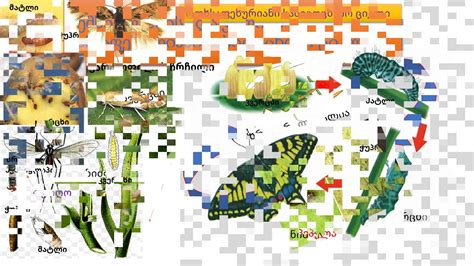 მწერების სასიცოცხლო ციკლი Youtube