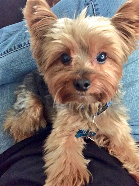 Do Yorkies Need Haircuts At Lidia Seth Blog