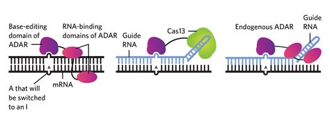 Infographic Rna Editing Approaches The Scientist Magazine®