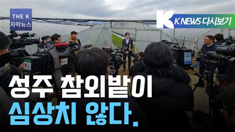 2024년 새해 첫 참외 수확 성주 참외밭 새로운 도전 전혀 다른 새로운 땅 프렉션피트에서 키운 참외 클라스만 데일만 현장 News Youtube