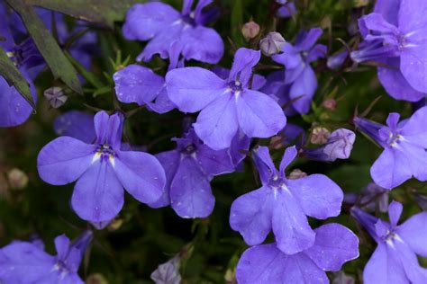 ロベリア お花の写真集