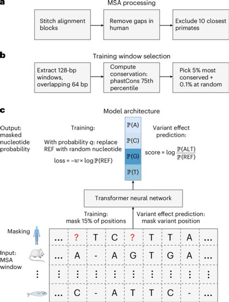 A Dna Language Model Based On Multispecies Alignment Predicts The Effects Of Genome Wide