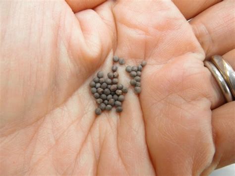 キャベツ、ブロッコりー、芽キャベツの種まき＆発芽 大好きベランダ菜園