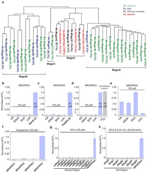 Figures And Data In Mrgprx4 Is A Bile Acid Receptor For Human