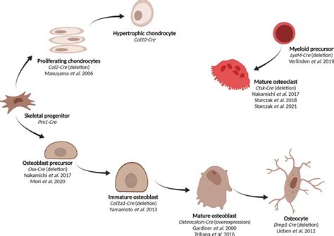 Overview Of Skeletal Cell Types In Which Vdr Expression Is Targeted