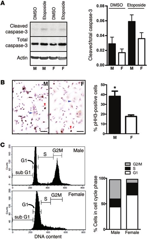 Sex Differences In Proliferation Of Nf1 Dnp53 Astrocytes A Protein Download Scientific
