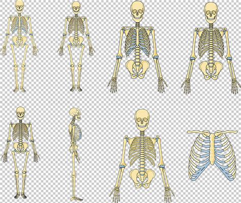 Skeleton Vector Scientific Illustration