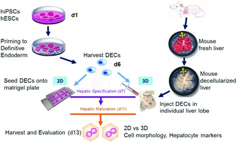 Differentiation Of Hipscs And Hescs In 2d Or 3d Cultures Hipscs And