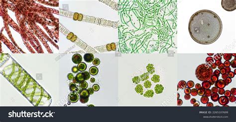 Microalgae Under Microscopic View Green Algae Stock Photo Shutterstock
