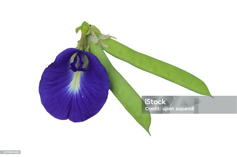 한 송이의 푸른 나비 완두콩 꽃이 흰색 배경에 두 개의 연한 초록색의 닫힌 완두콩 꼬투리 옆에 놓여 있습니다 0명에 대한 스톡