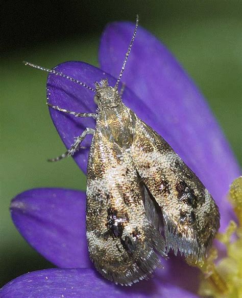 ゴボウハマキモドキ 我が家の庭の生き物たち 都内の小さな庭で 楽天ブログ
