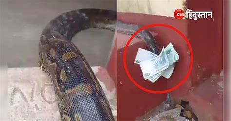 Python Video Money Thief Turns Out To Be A Dangerous Python People Were