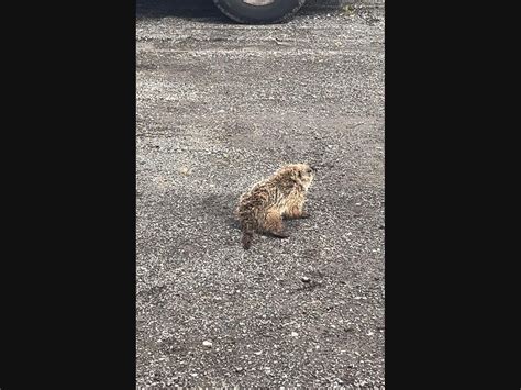 Milford Firefighters Rescue Gopher Caught In Storm Drain Milford Ct Patch