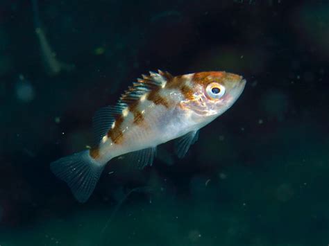 ウスメバル Izuzuki海の生き物大図鑑 笑