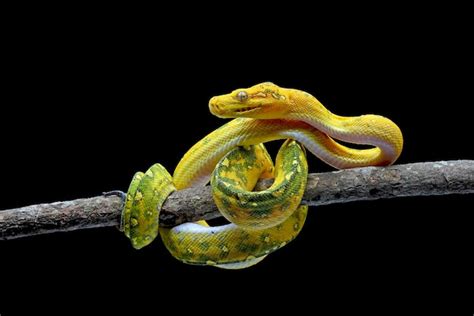 Premium Photo The Green Tree Python Morelia Viridis Coiled On A