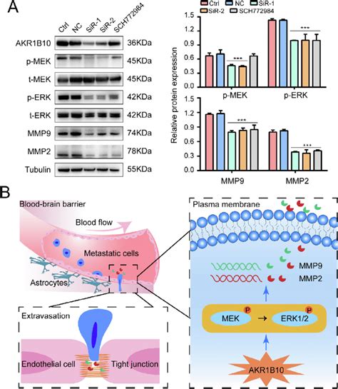 Akr1b10 Regulates Mmp 2 And Mmp 9 Expression In A Mek Erk Signaling Download Scientific Diagram