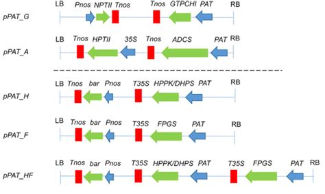 Folate Biofortification Of Potato By Tuber Specific Expression Of Four