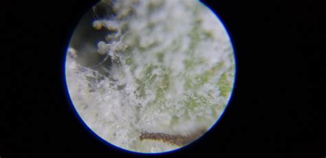 White Mold Or Trichome Cluster 420 Magazine
