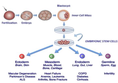 Stem Cell Basics Stem Cell Information