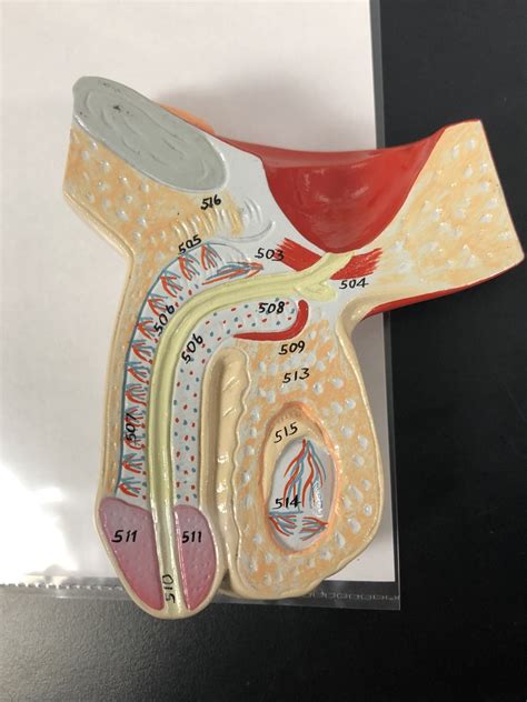 Male Reproductive Sagittal Model Part 1 Diagram Quizlet