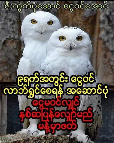 Lashio Media ၉ ရက်အတွင်း ငွေဝင် လာတ်ရွှင်စေရန် Facebook