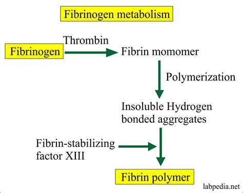 Does Vitamin K Promote Fibrinogen Formation At Lachlan Macadie Blog