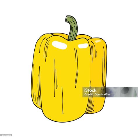 신선한 노란색 피망 그림 흰색 배경에 고립 된 손으로 그린 벡터 야채 원시 고추 맛있는 재료 토핑 반찬 메뉴 장식을위한 채식 음식 그림 건강한 식생활에 대한 스톡 벡터 아트