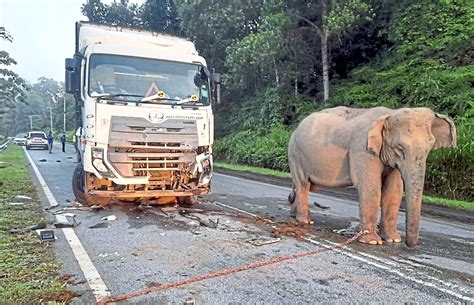 Watch Out For Wildlife Crossing Road Users Told The Star