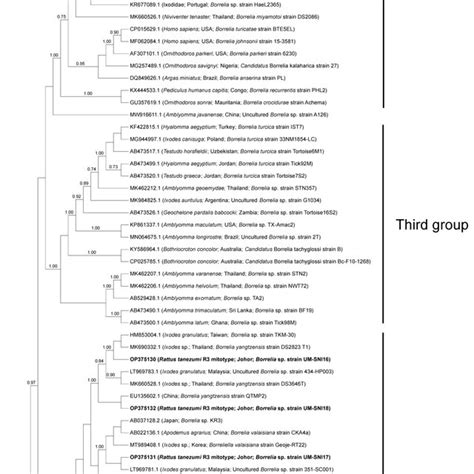 Bayesian Inference Phylogenetic Tree Of Borrelia Spp Based On The