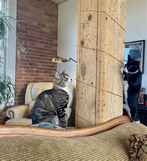 Cat Vs Cat R Tuxedocats