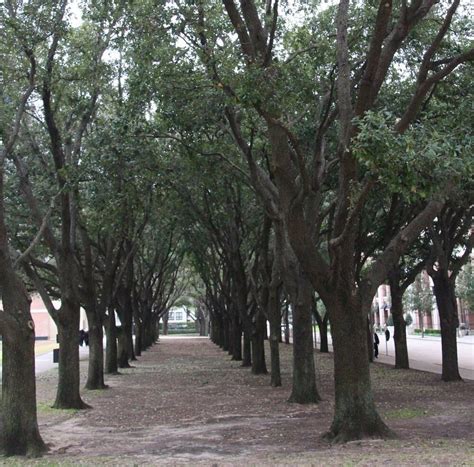 Theres Nothing Quite As Magical As The Tunnel Of Trees Youll Find At Gerald D Hines Waterwall