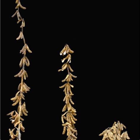 Exemplification Of Three Categories Of Stem Growth Habit In Soybean Download Scientific