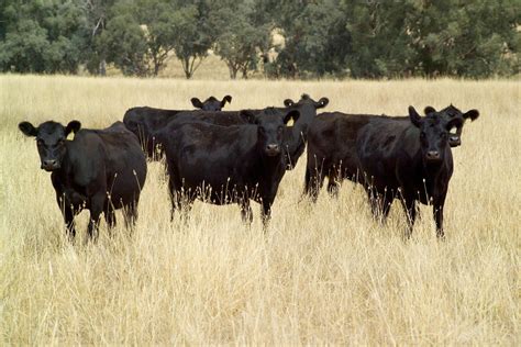 Beef Cattle Production System And The Beef Cattle Lifecycle Farm Credit Of The Virginias