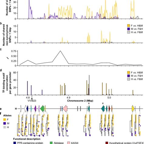 Sex Linked Structural Variants And Their Impact On Gene Content Download Scientific Diagram