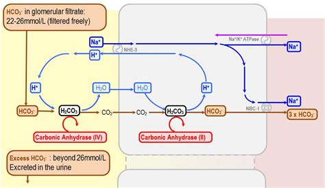 Uraemic Acidosis The Mixed Acidosis Of Renal Failure Deranged
